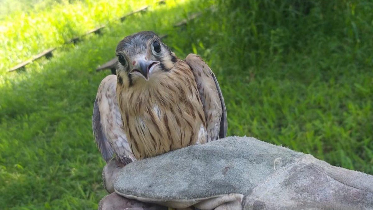 La fauna silvestre clave para los ecosistemas