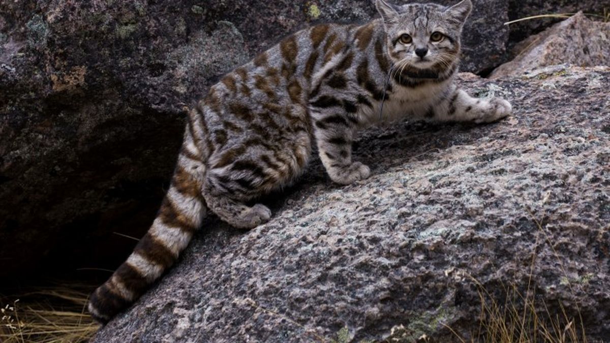 El gato andino será declarado Monumento Natural Provincial