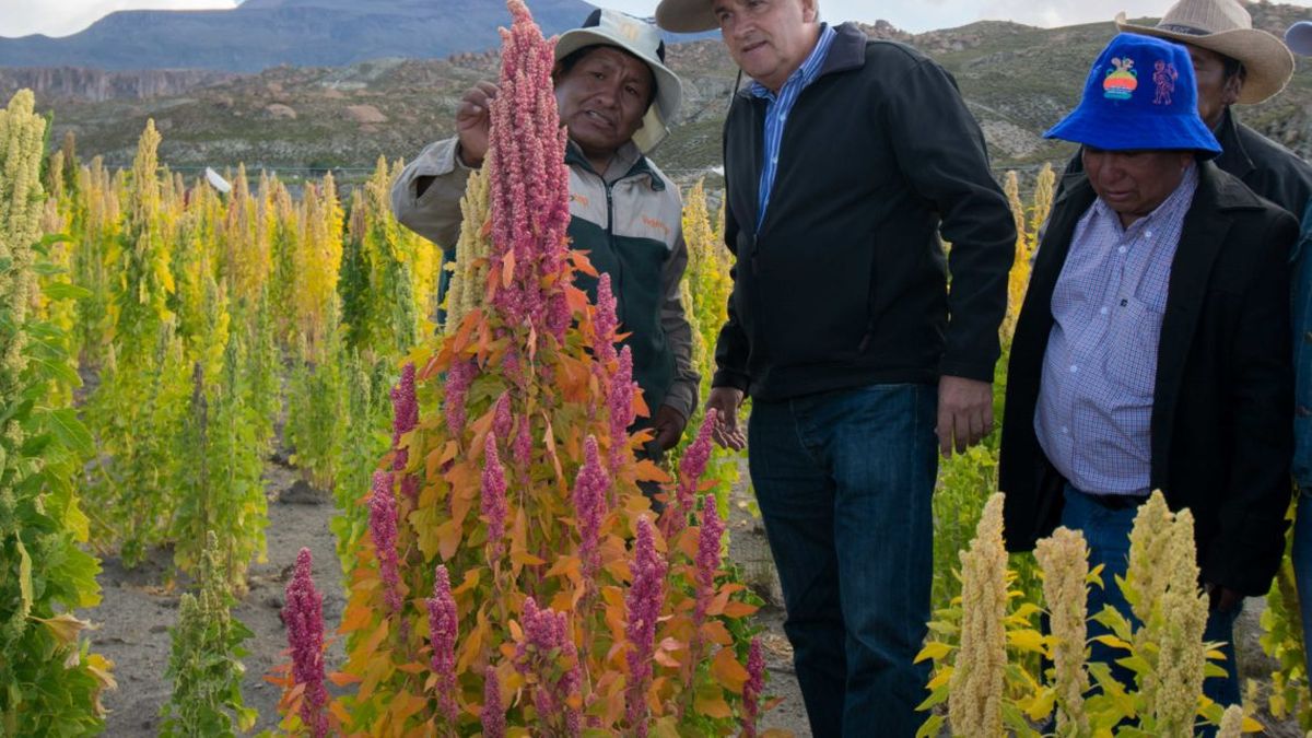 Crece la producción de quinoa en Jujuy